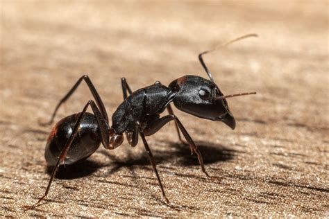 Jasa Pembasmi Semut Depok Id