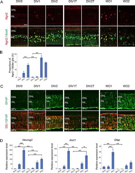The Effects Of Thymidine Induced Cell Cycle Arrest On The Expression Of