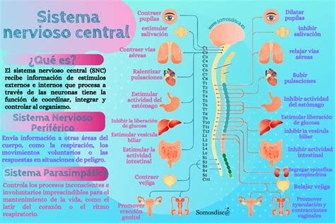Funciones Del Sistema Nervioso Central Vkvv