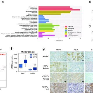 NRP1 Promotes NED Through Regulation Of The AR Axis A Left Photos Of Download Scientific
