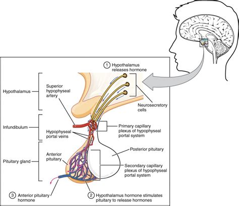 The Pituitary Gland And Hypothalamus Anatomy And Physiology Ii