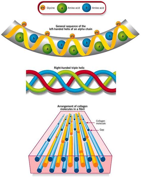 Collagen Amino Acid Sequence