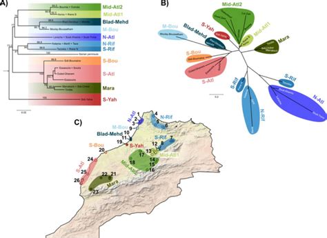 A Simplified Phylogenetic Tree Obtained From The Maximum Likelihood Download Scientific
