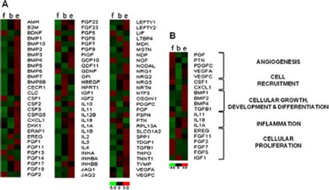 The Importance Of Both Fibroblasts And Keratinocytes In A Bilayered