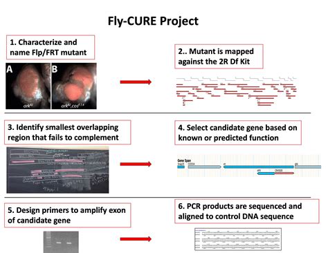 Fly Cure A Nation Wide Cure Initiative The Node