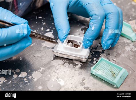 Scientist Embedding Tissues In Paraffin Blocks For Sectioning Pathology Laboratory Cancer