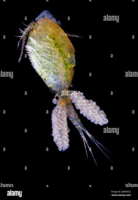 Light Micrograph Of The Tiny Freshwater Crustacean Cyclops Sp This