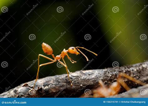 Red Ant Walk On Branch Of Tree Stock Image Image Of Formicidae Small