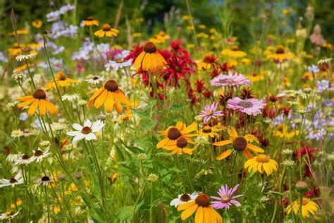 10 Sunny Flower Bed Ideas To Brighten Up Your Garden Foliage Friend