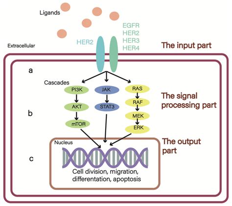 The Erbb Network A The Input Part Among Them The Receptors Have 12