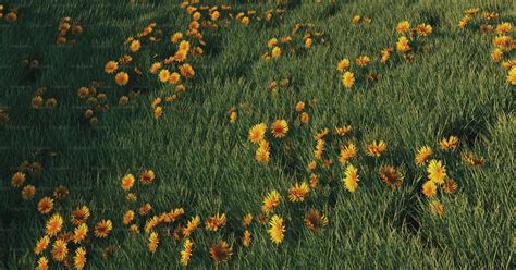 푸른 하늘을 배경으로 한 노란 꽃밭 사진 Unsplash의 번역하다 이미지