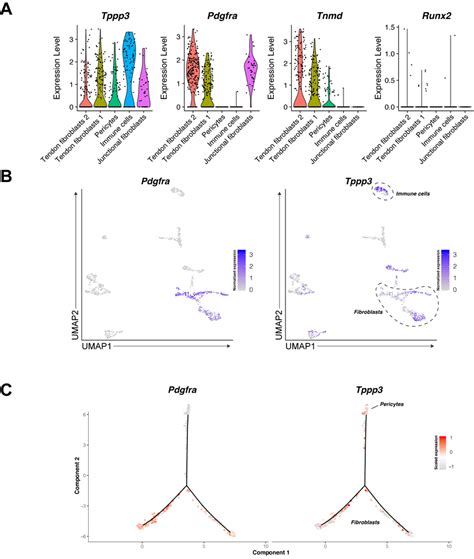 Figure S2 Pdgfra Tppp3 Tnmd And Runx2 Expression From Scrnaseq