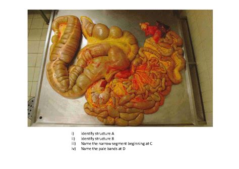 vet200 mock practical exam answers identifying structures and