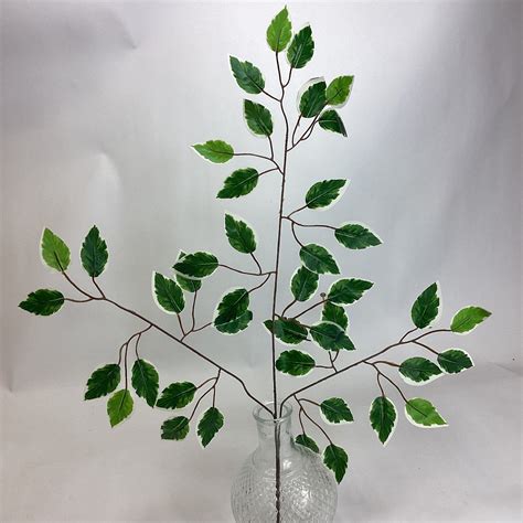Ficus Branch Variegated L60cm Village Green