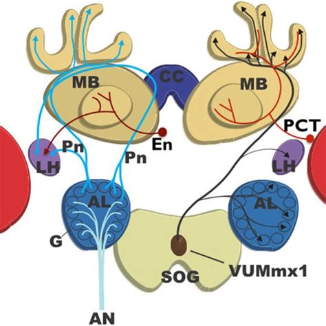 Model Of Information Processing In The Insect Olfactory Pathway Download Scientific Diagram
