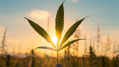 Nutrient Essentials For Healthy Cannabis Plants A Growers Guide To