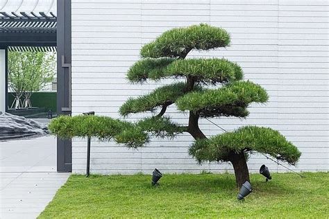 油松