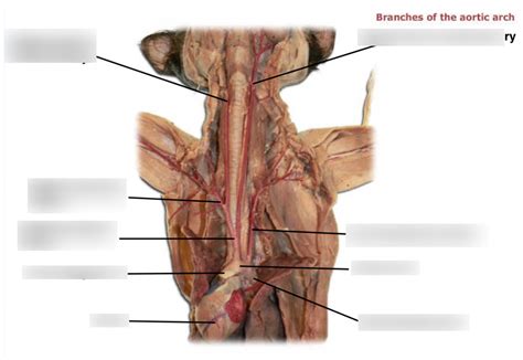 Cat Branches Of The Aortic Arch 3 Diagram Quizlet