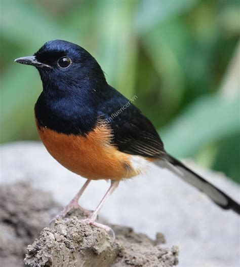 Chim Chích Choè Lửa Copsychus Malabaricus Giọng Hót Thiên Phú