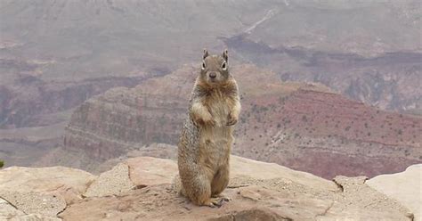 Squirrel Imgur