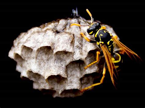 Bad Behaviour By Wasps Waspinator Europe S Best Selling Wasp Deterrent