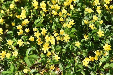 すがすがしい6月の燕岳と高山植物 北アルプス表銀座 燕岳つばくろだけの山小屋 燕山荘グループ