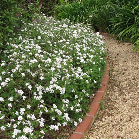 Lantana Montevidensis Trailing White