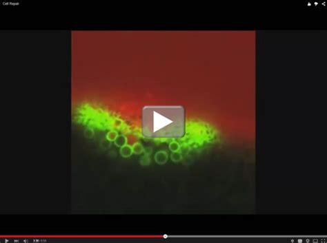 Cool Videos Patching And Sealing The Cell Membrane Cell Membrane Membrane Cell