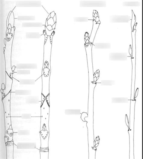 Twig Diagram Diagram Quizlet