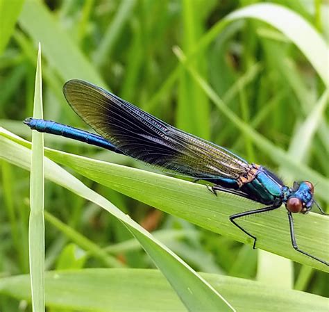Damselfly Rpics