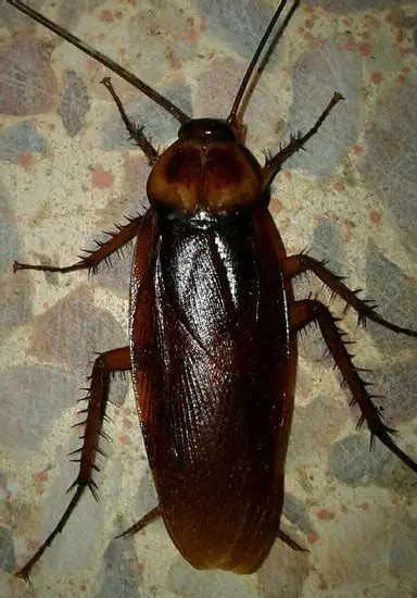 Can Cockroach Hit Kill Mosquitoes