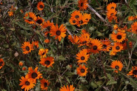 Premium Photo Spring Flowers