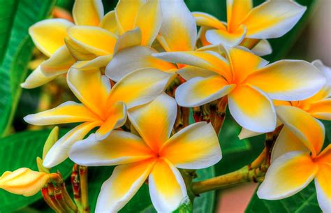 Plumeria Tree Flamboyant Frangipani — Steemit