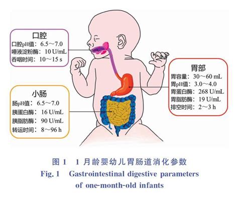 婴幼儿胃肠道食物消化研究进展 人民号