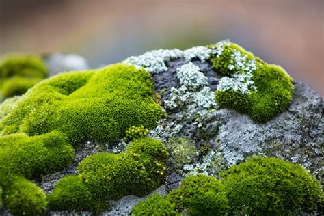 15 Facts About Irish Moss Ohmyfacts