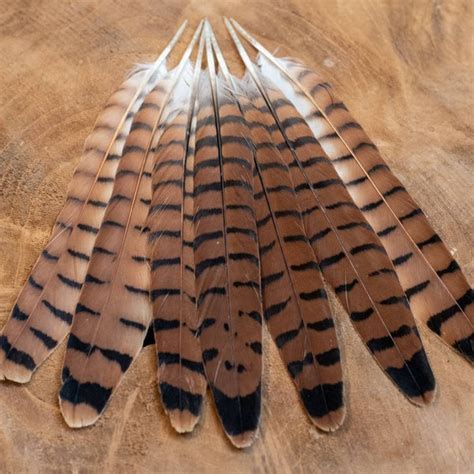 Kestrel Feathers Etsy