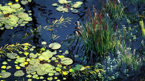 Wetland Plants 3d Models 3dteamz