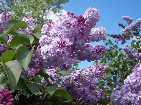 ПланетаВязания рф вязание спицами и крючком Узор Плетенка спицами Схема и описание вязания