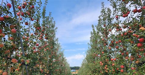 벽면형 사과나무로 노동력 줄이고 수확량 늘린다