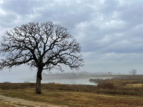 Tree Lake Fog Free Photo On Pixabay Pixabay