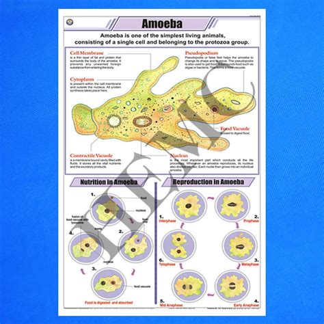 Amoeba Laboratory Products