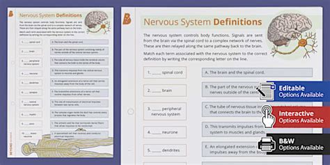 Nervous System Definitions Matching Activity