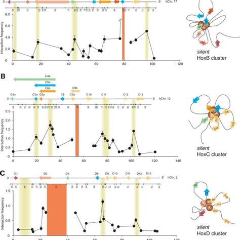 Chromatin Looping Is A Conserved Feature Of Transcriptionally Silent Download Scientific