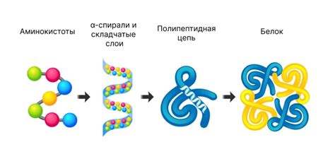 Калькулятор нормы белков в день