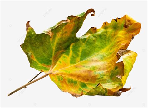가을 낙엽 가을 떨어진 나뭇잎 이파리 Png 일러스트 및 이미지 에 대한 무료 다운로드 Pngtree