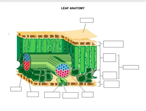 Pre Ap Biology Exam Review Diagram Quizlet