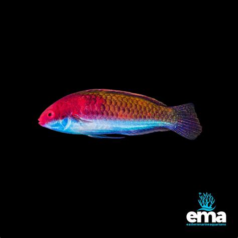 Ruby Head Wrasse Easternmarine Aquariums