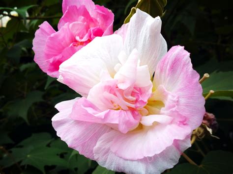 酔芙蓉の花 花咲く祈りの寺清瀧寺