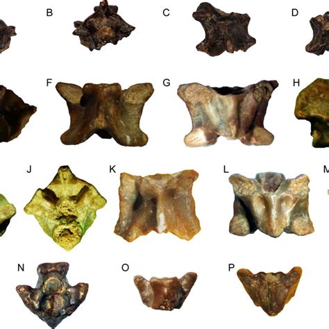 python sp from moghra a d trunk vertebra dpc 14530 in anterior download scientific diagram