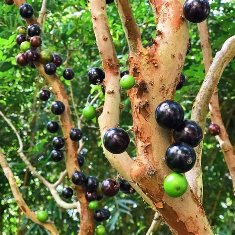 How To Grow Jaboticaba Trees Cultivars Care And Fruit Facts